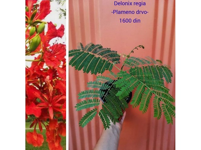 Delonix regia (Plameno drvo)