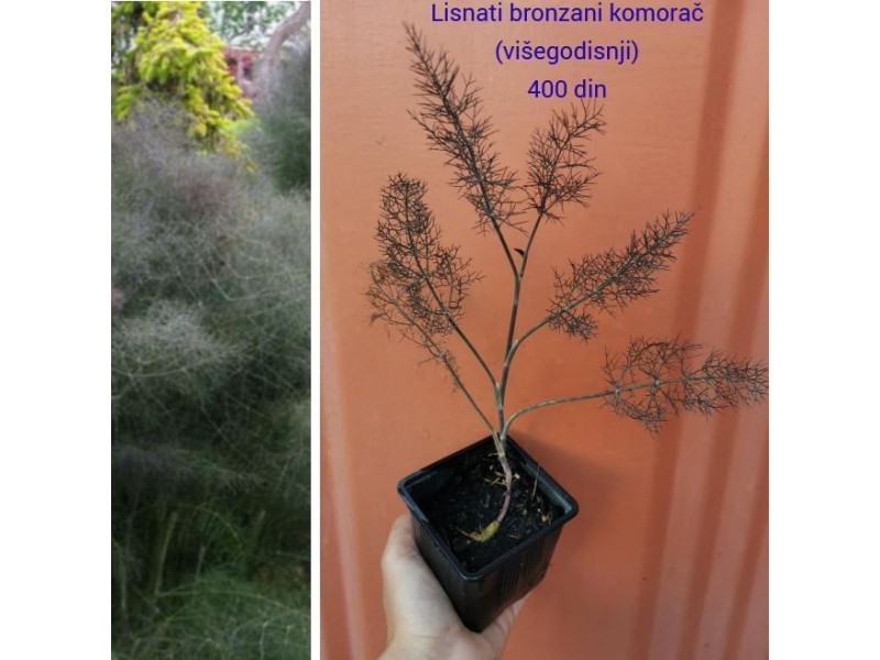 Lisnati bronzani komorač