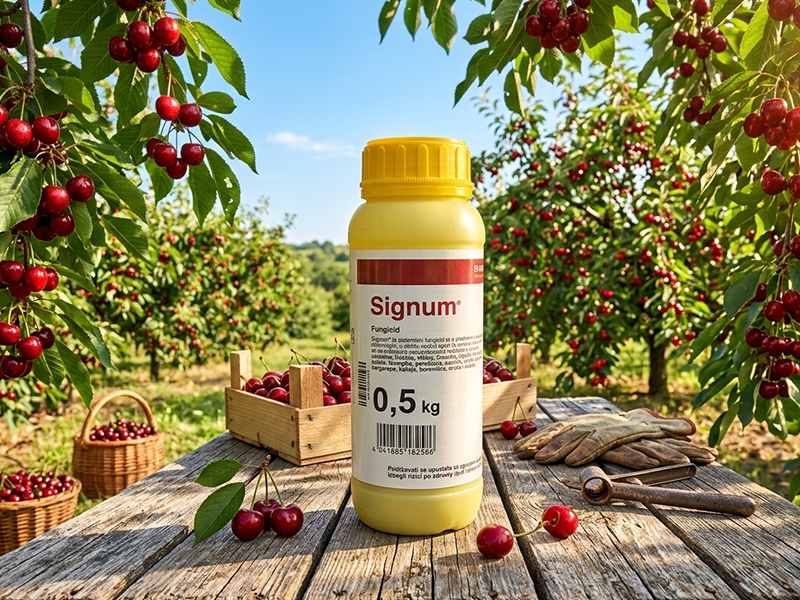 Signum