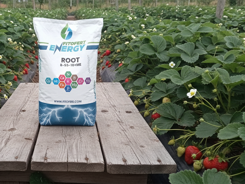 Fitofert Energy Root 5-55-10 AFT