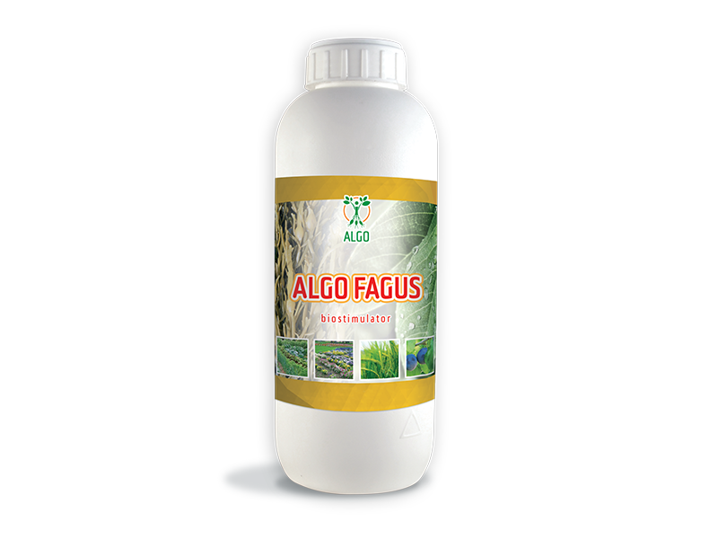 Algo fagus