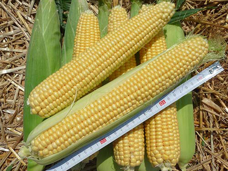 Kukuruz secerac Kinze F1