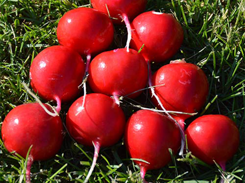 Rotkvica Tinto