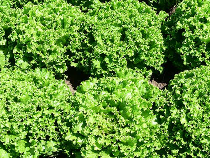 Salata Mignone