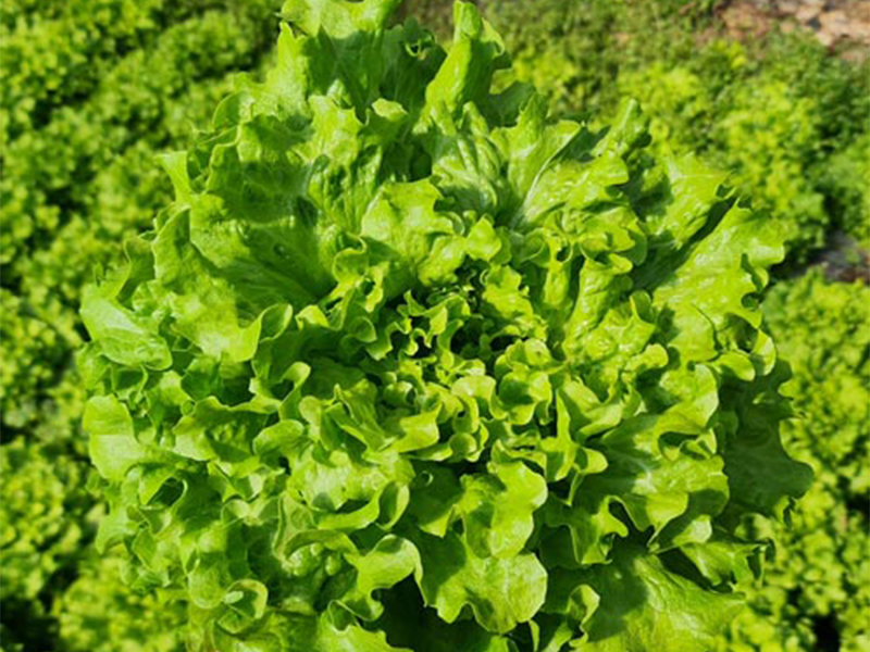 Salata Rocanbole