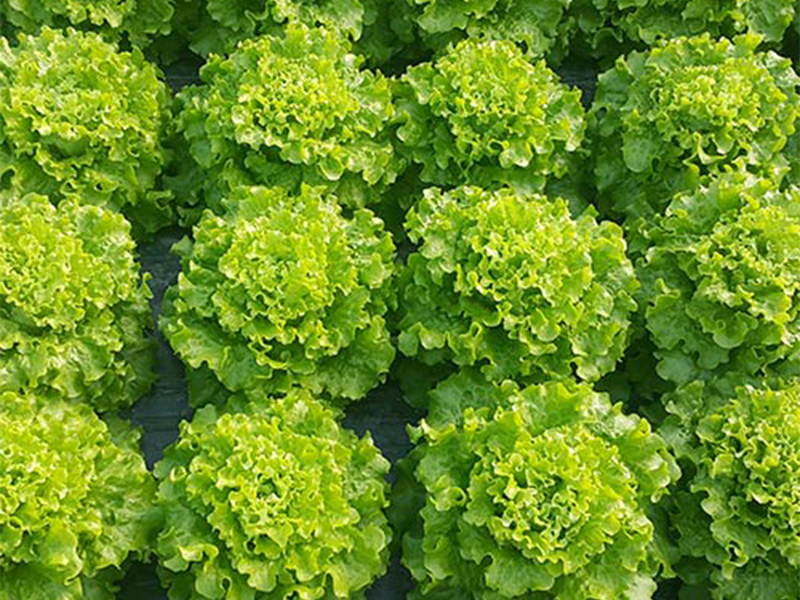 Salata Tonale