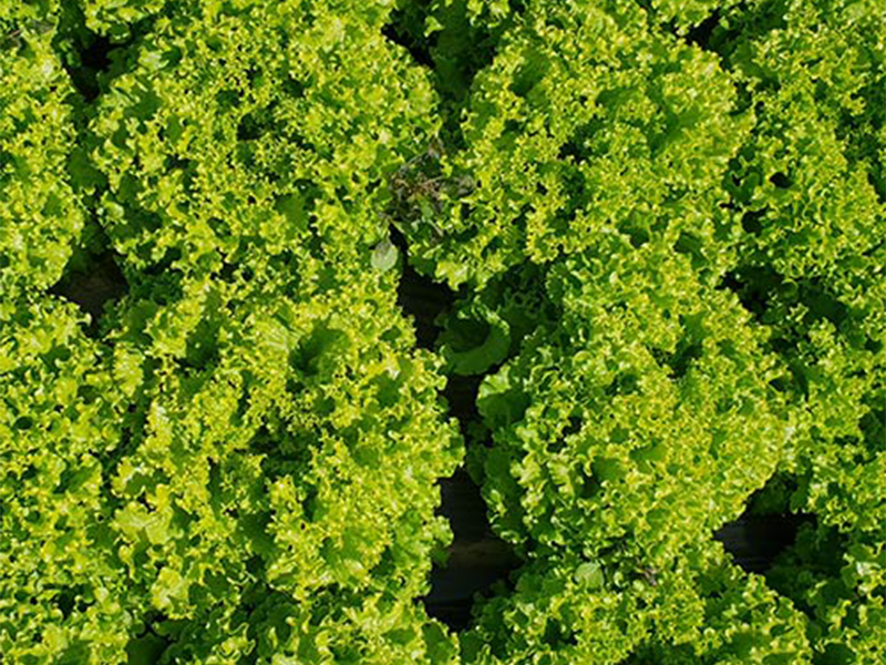 Salata Garone