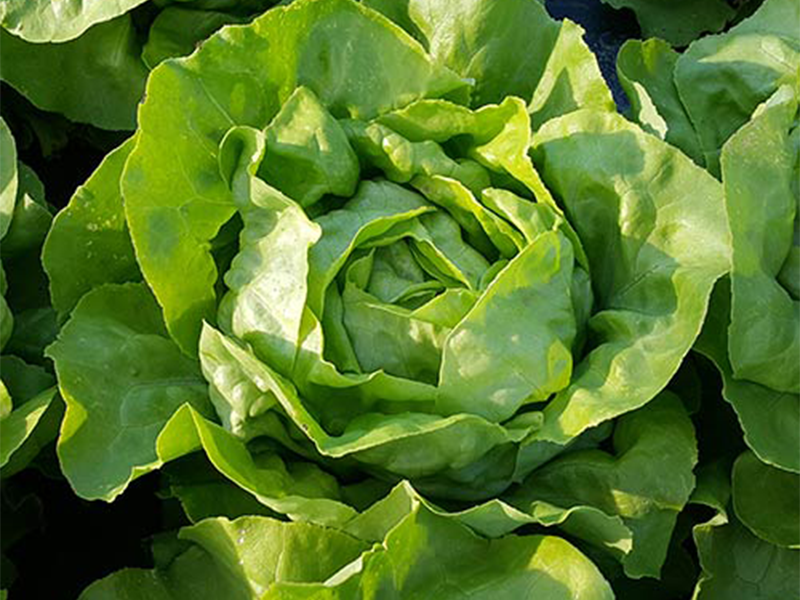 Salata Zeralda