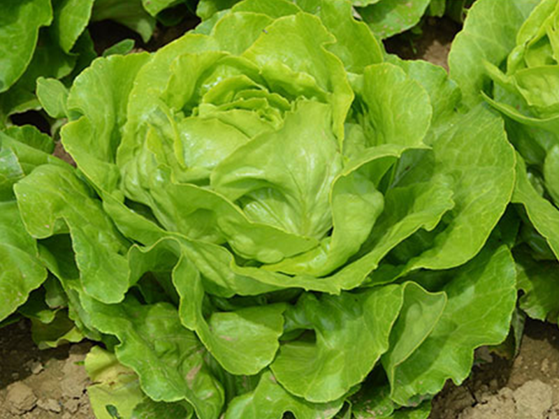 Salata Arleti
