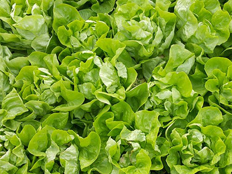 Salata Sparanzia
