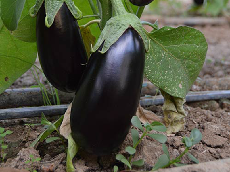 Plavi Patlidzan Vernal F1