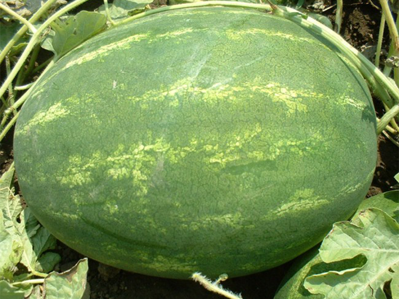 Lubenica Varda F1