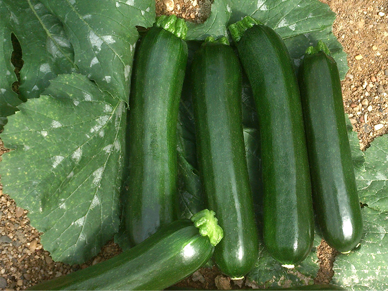 Tikvica Cardea F1