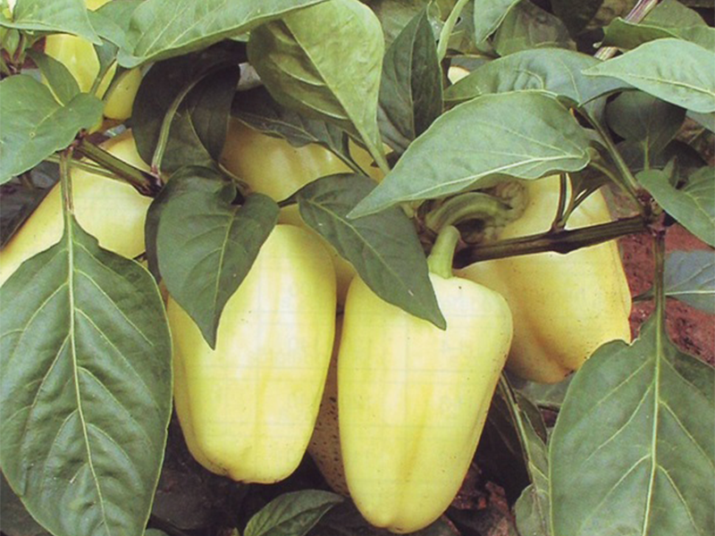 Paprika Amy F1