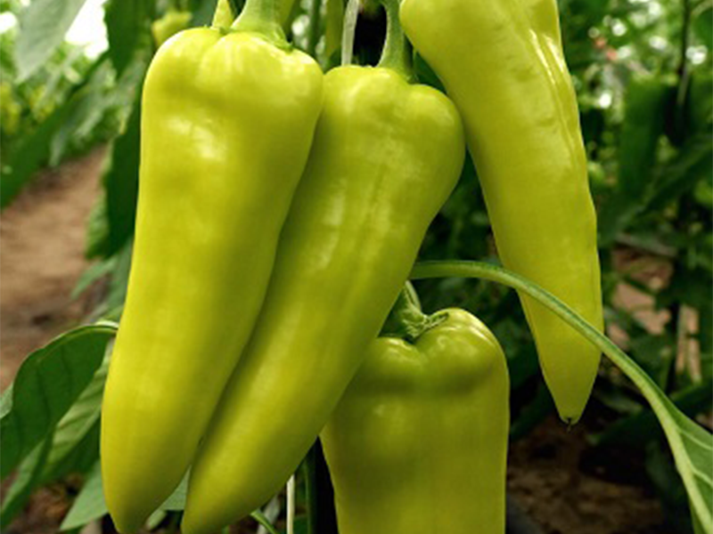 Paprika Horka F1 (OSP 5072)
