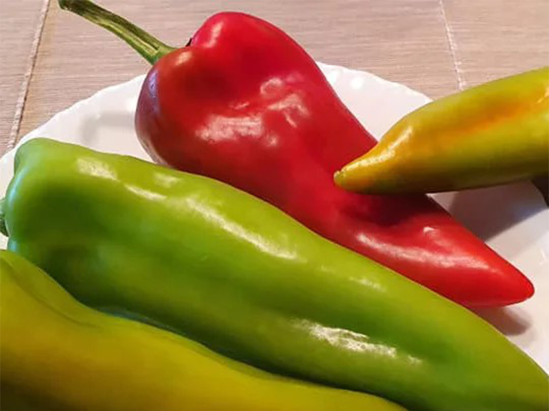 Paprika Zeline F1 (OSP 2081)