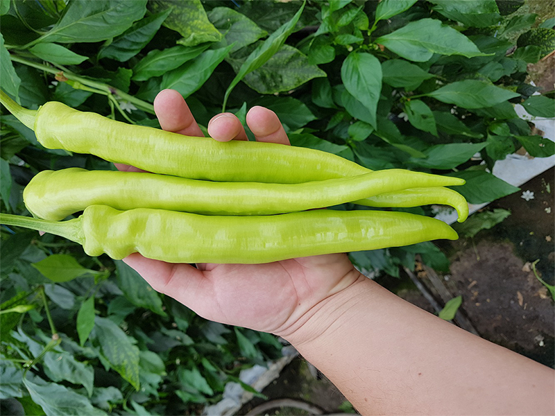 Paprika Iva GS F1