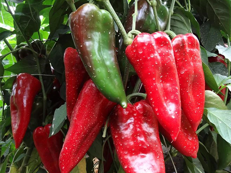 Paprika Feraro F1