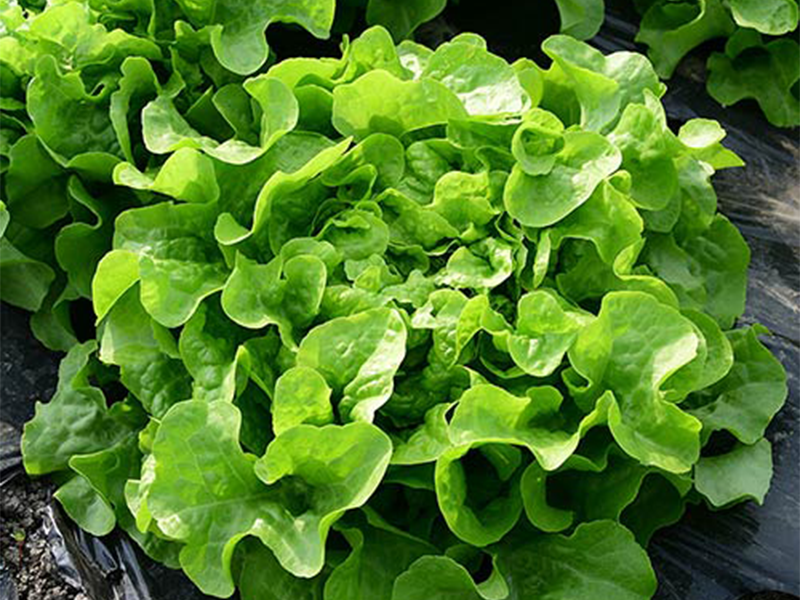 Salata Isira