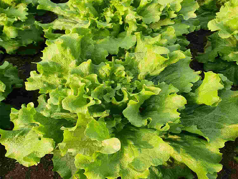 Salata Fiyonk