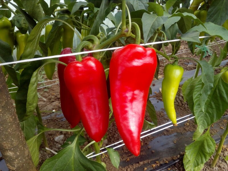 Paprika Kurtovska Kapija