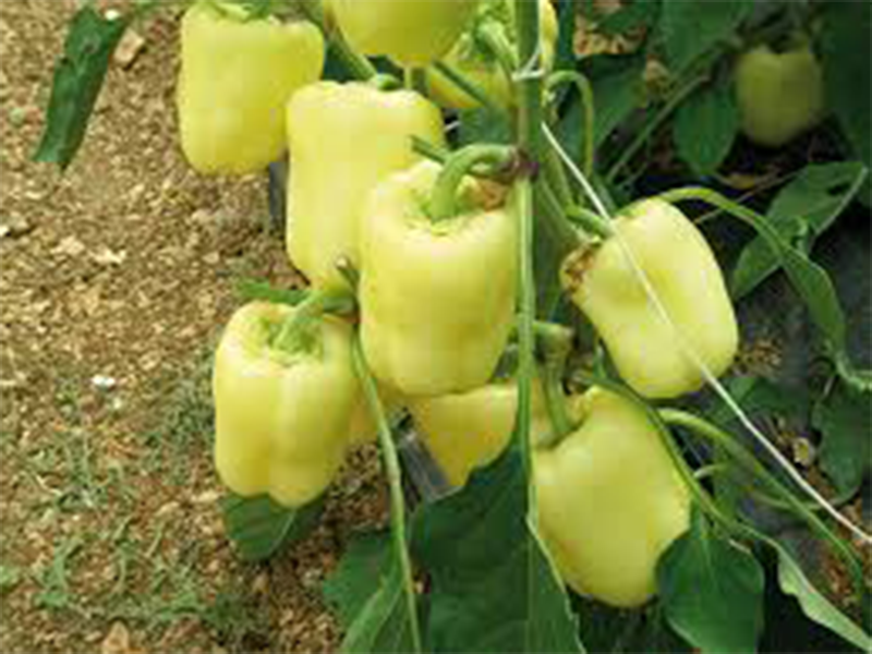 Paprika Vedrana ez F1 - babura