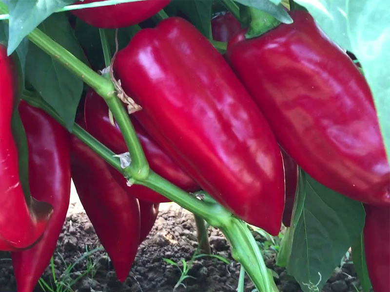 Paprika Lale F1 - kapija