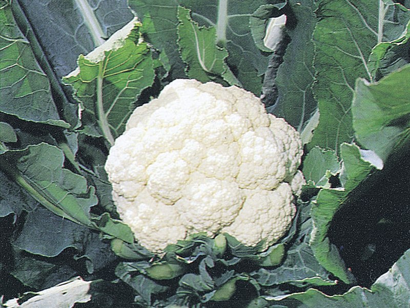 Karfiol White Excel F1