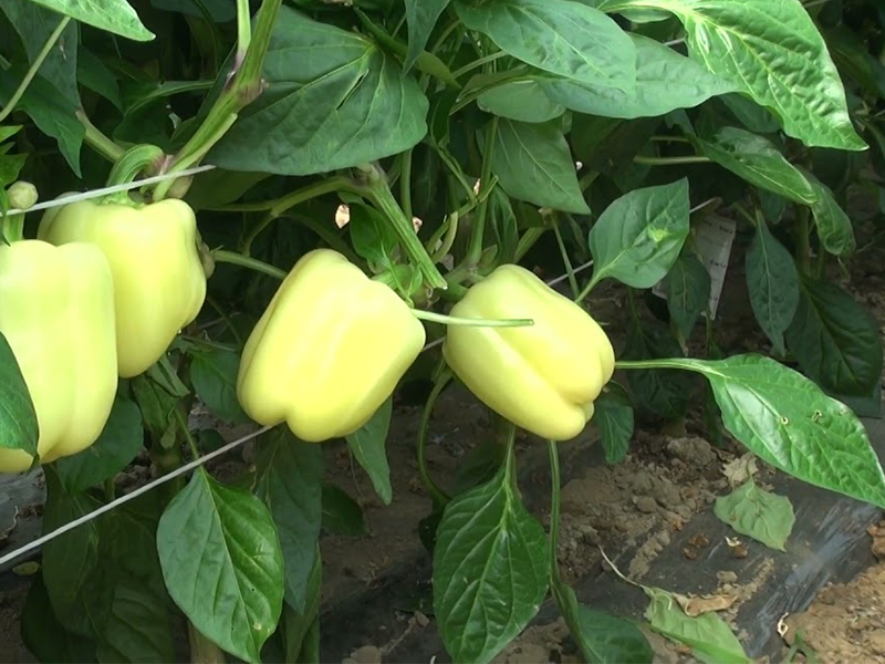 Paprika Ramona F1 - babura