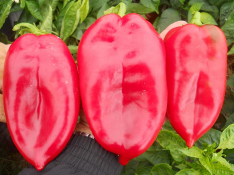 Paprika Kraljica F1 - krupna kapija