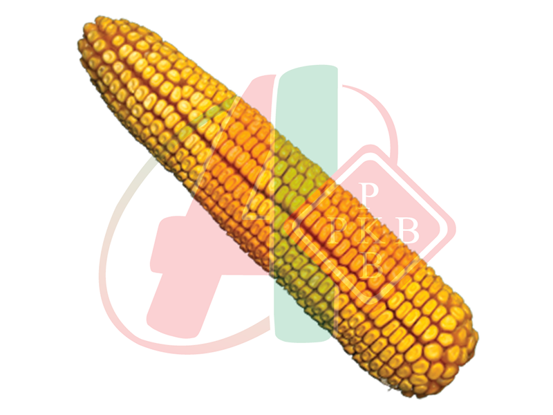 Semenski kukuruz PKB Dukat