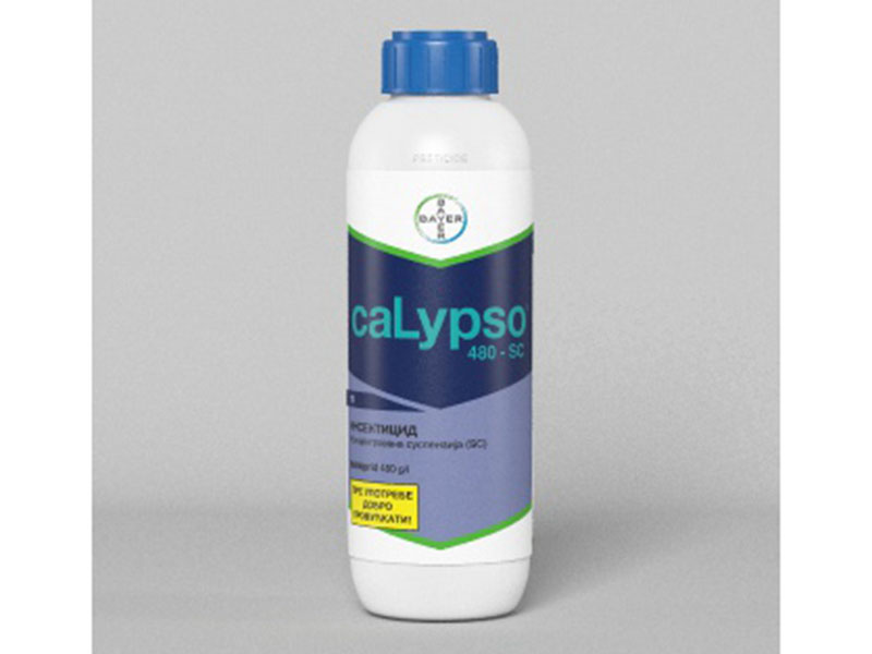 Calypso