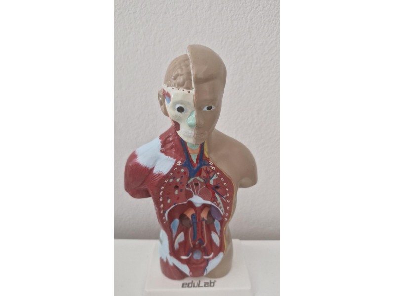 Medicinski model EUROLAB 3d ljudsko telo