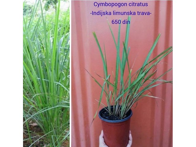Cymbopogon citratus (Indijska limunska trava)