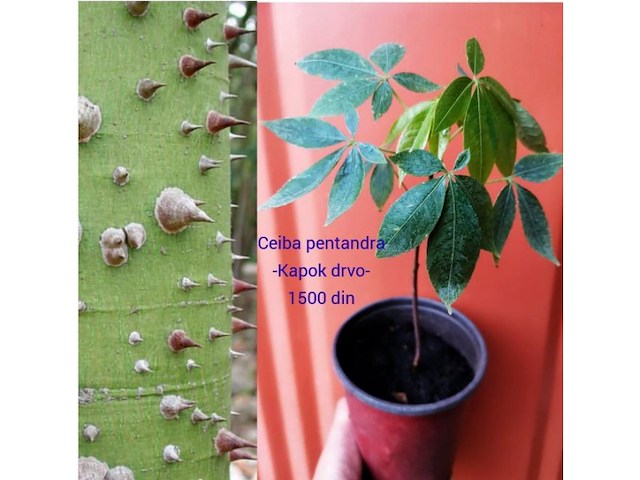 Ceiba pentandra (Kapok drvo)