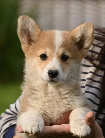 VELŠKI KORGI/WELSH CORGI PEMBROKE
