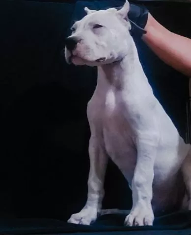 ŠTENCI 3 MESECA