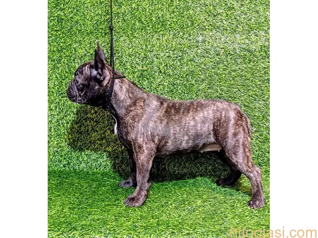 FRANCUSKI BULDOG - žensko štene