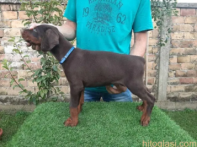 Doberman