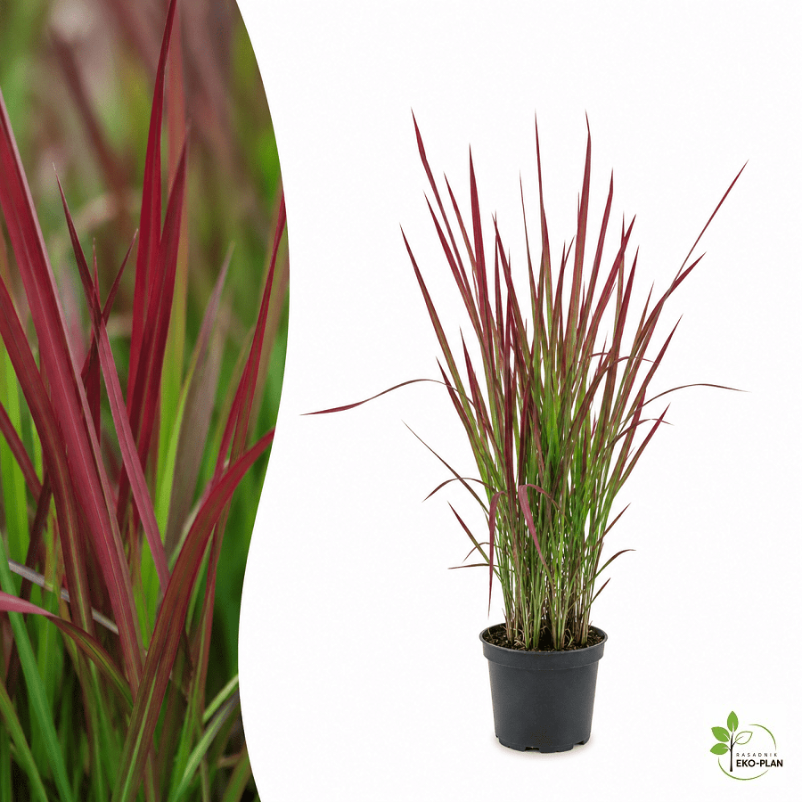 Imperata cylindrica Red Baron – Crvena trava