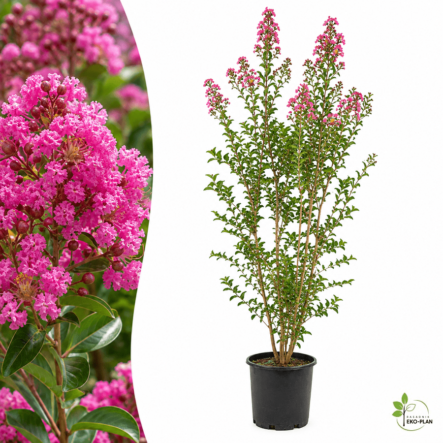Lagerstroemia indica – indijski jorgovan roze 25L