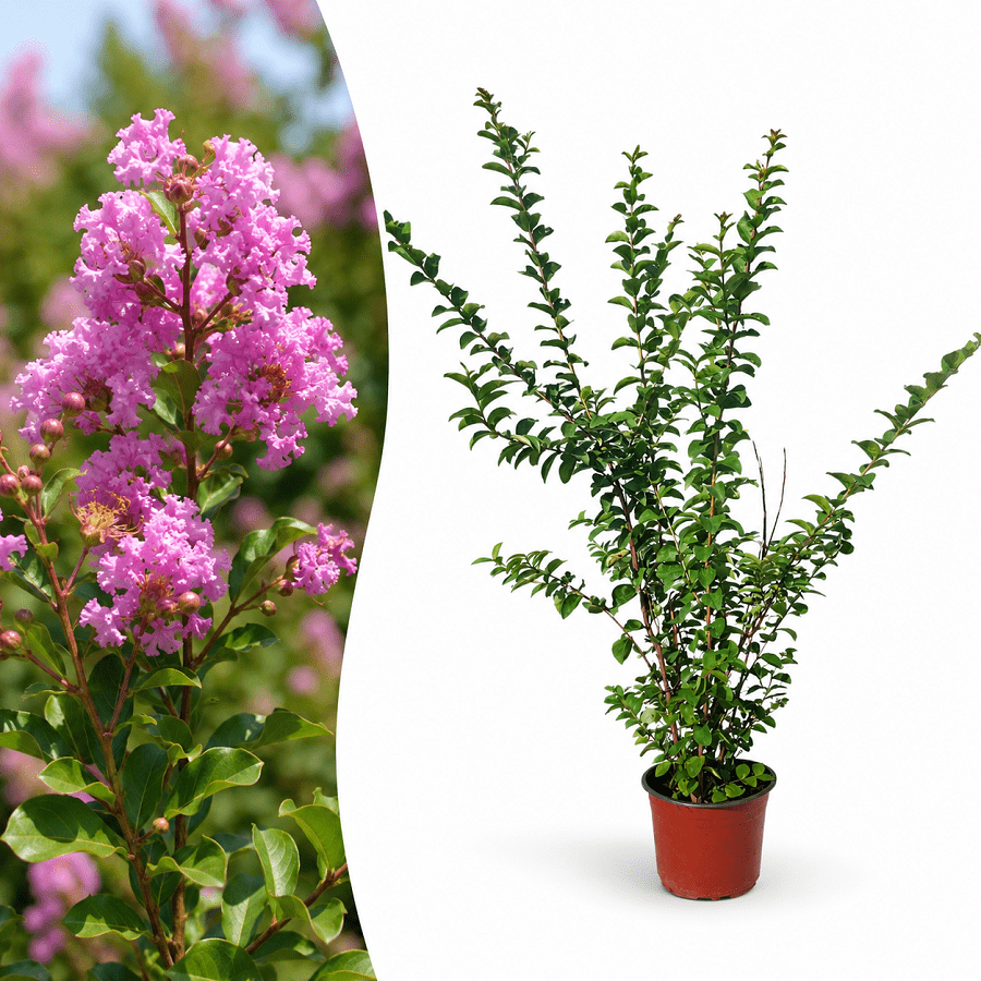 Lagerstroemia indica – indijski jorgovan roze, 3L, 90cm
