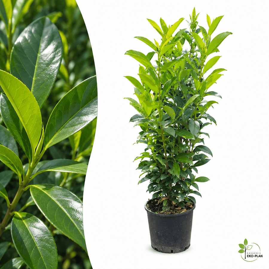 Prunus Laurocerasus Genolia - Stubasta Lovor višnja