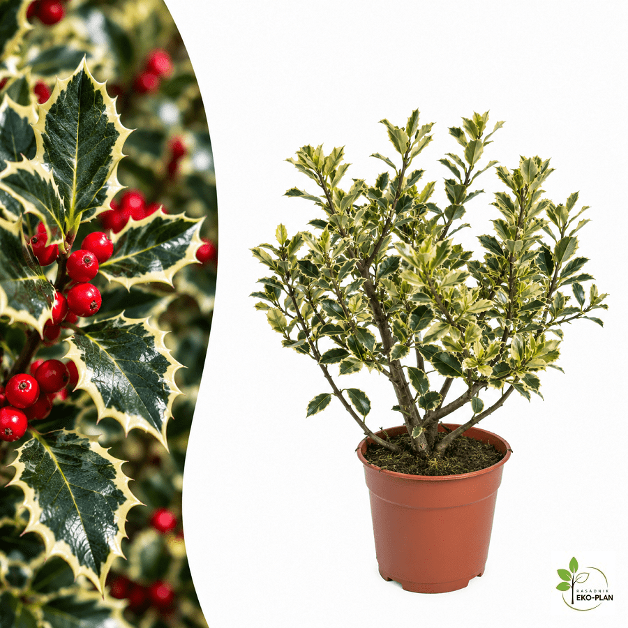Ilex aquifolium - Argentea Marginata