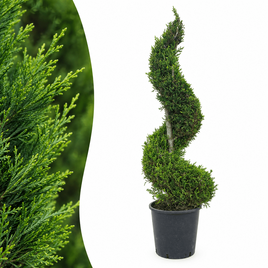 Leylandii spirala 150–160 cm