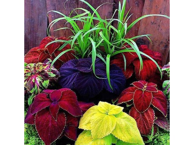 KOPRIVICA (COLEUS HYBRIDA) - 100 SEMENA