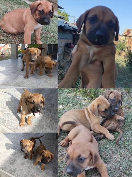 Prodaja pasa❤️