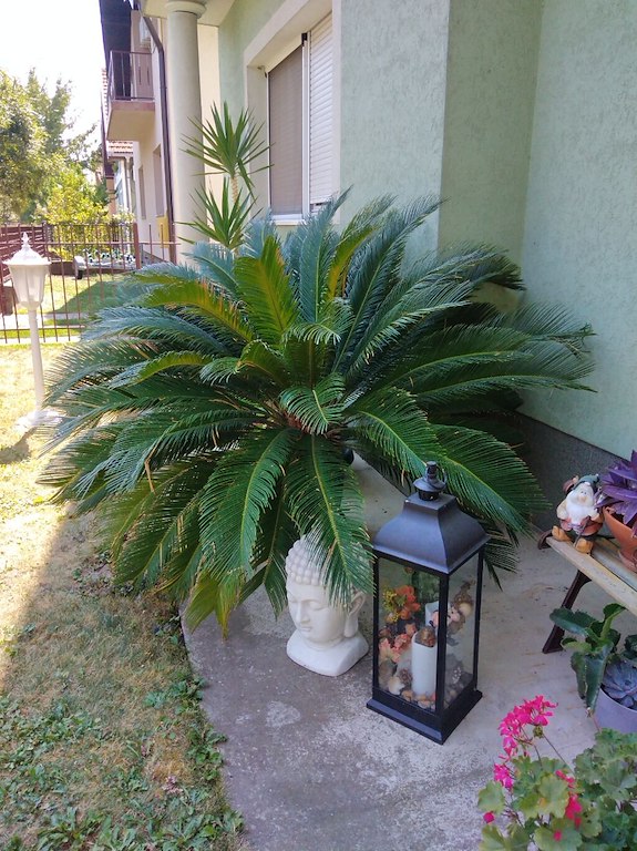 Sago palma (Cycas revoluta) – dekorativna zimzelena biljka -
