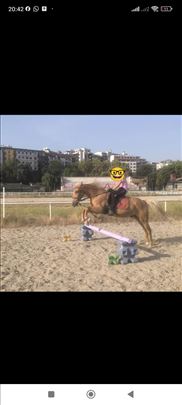 Konj(kastrat) 8 godina