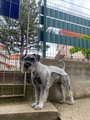Srednji šnaucer biber so, odrastao pas